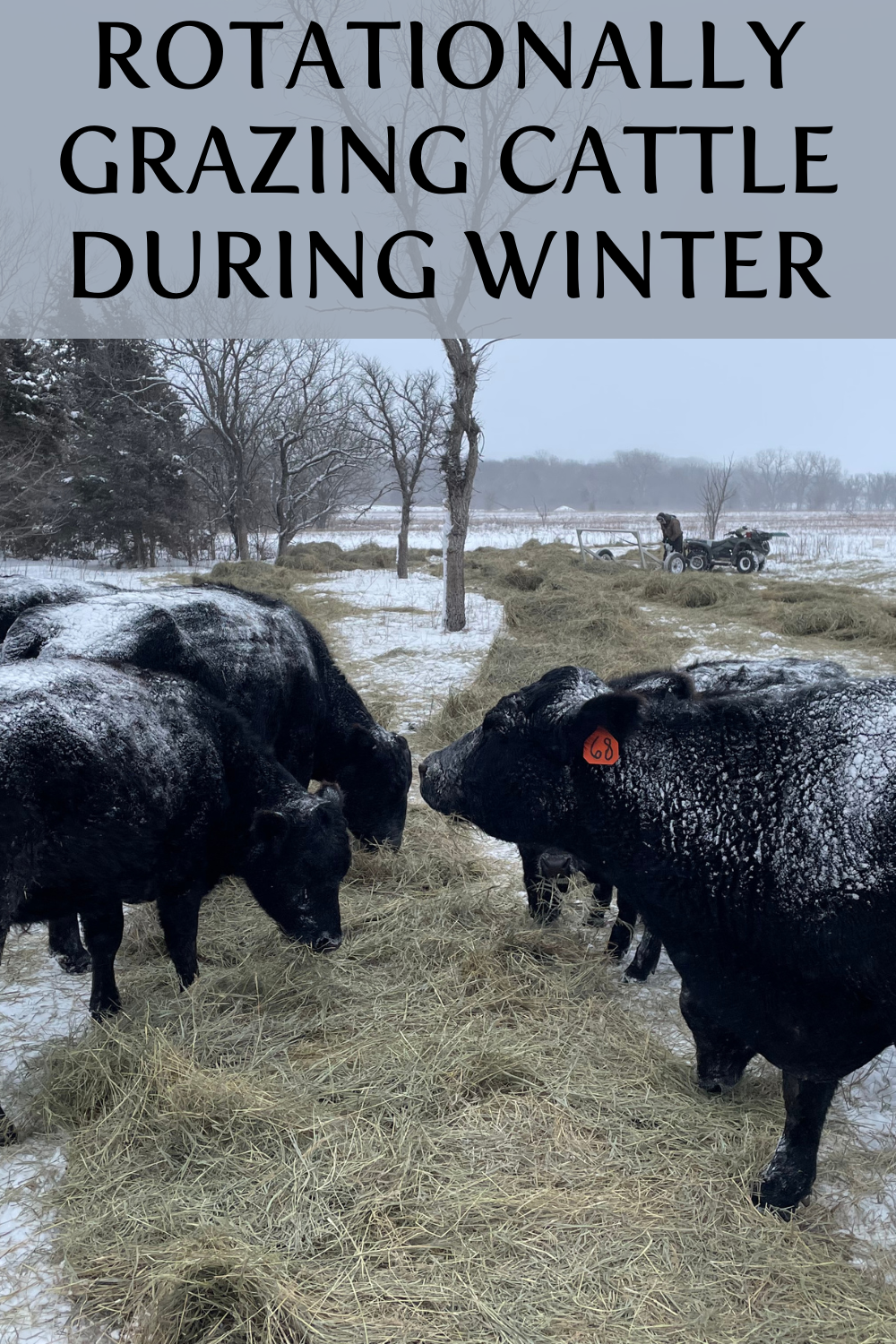 ROTATIONALLY GRAZING DURING WINTER ON OUR REGENERATIVE FARM - Prairie ...