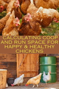 Calculating Coop and Run Space for Happy and Healthy Chickens - Prairie ...