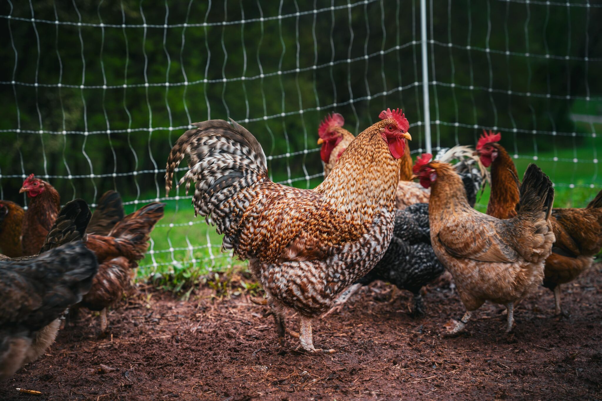 Calculating Coop and Run Space for Happy and Healthy Chickens - Prairie ...