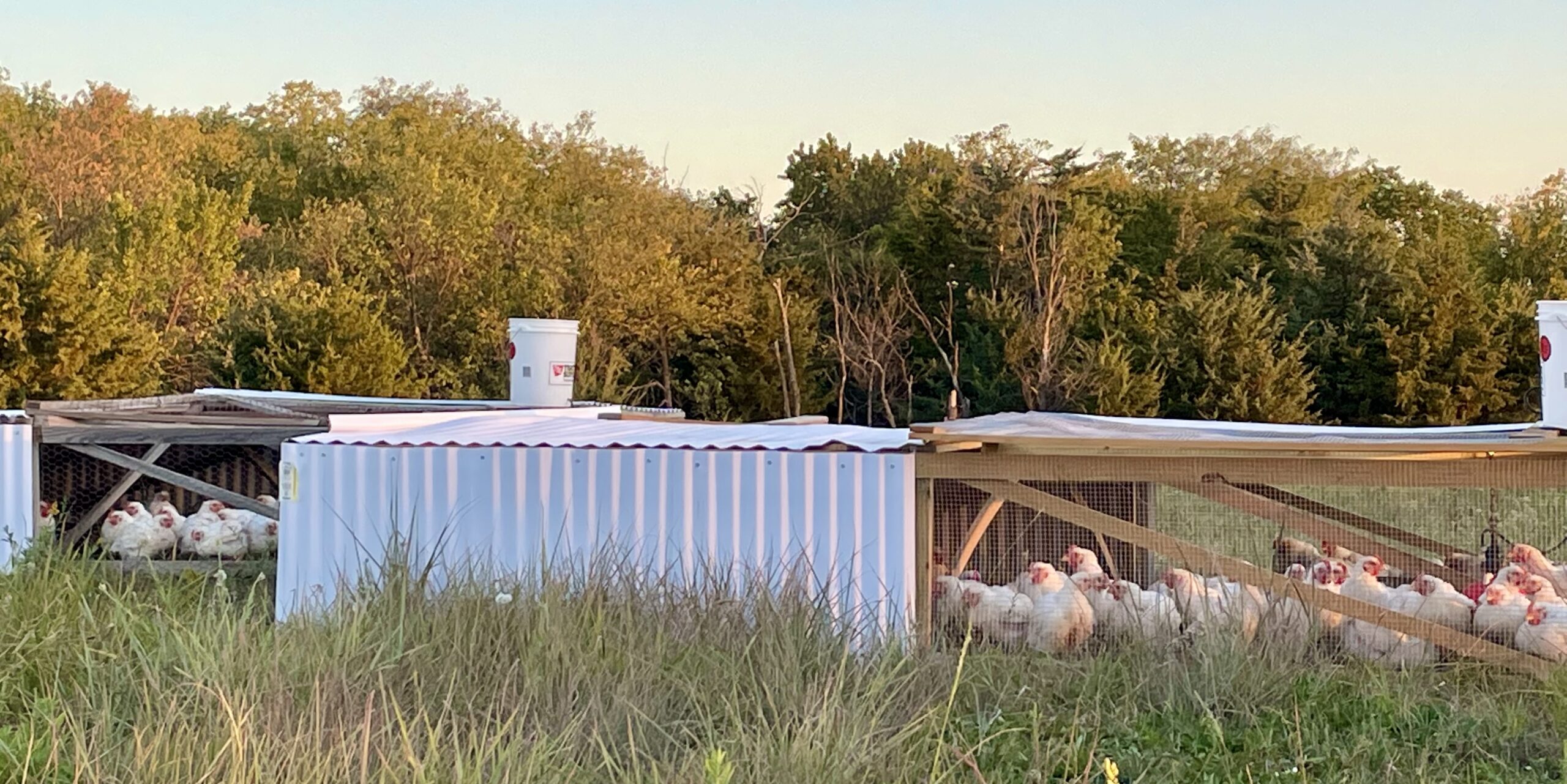 Pastured Poultry - Prairie to Fork Farm